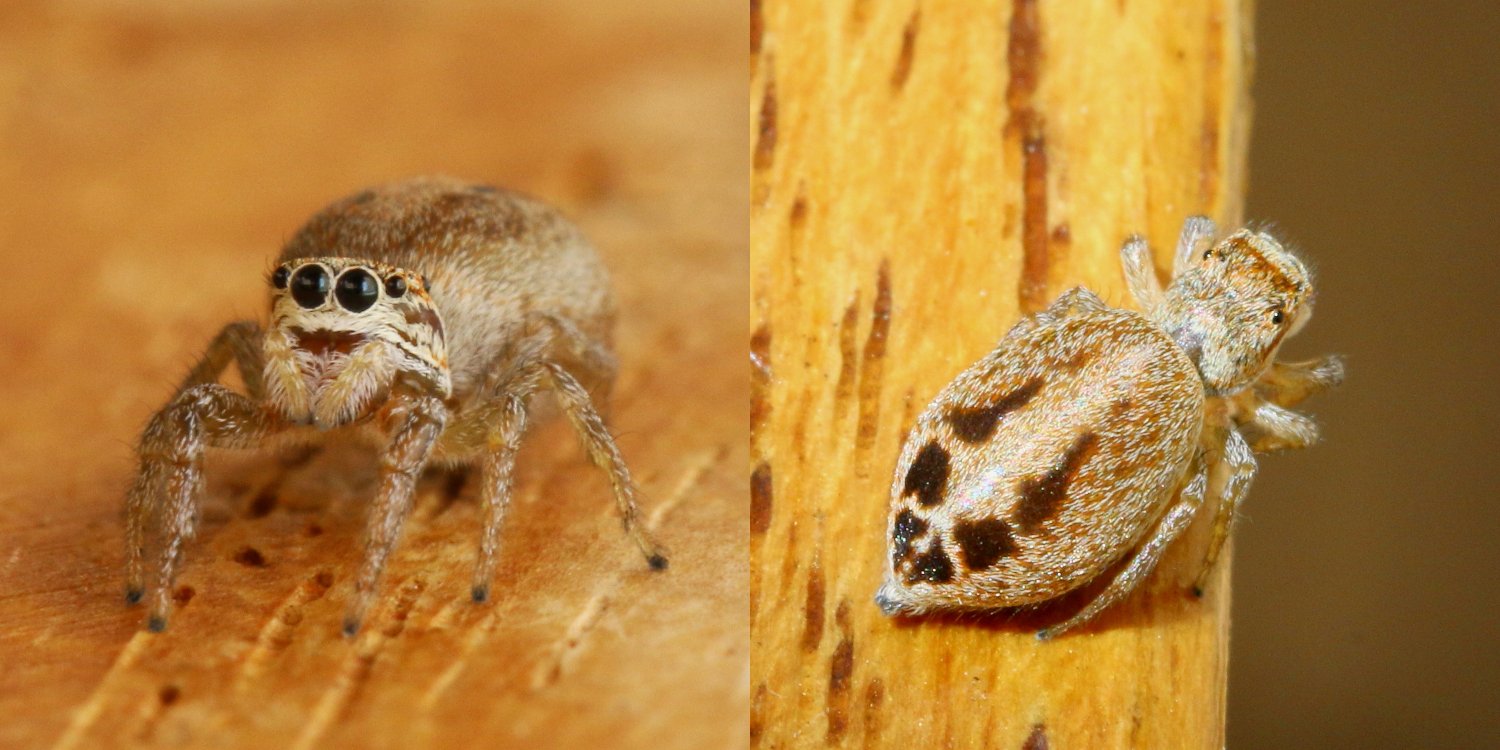 Réf. 145935 — ARACHNIDA > Araneae > Salticidae > Icius subinermis - www ...