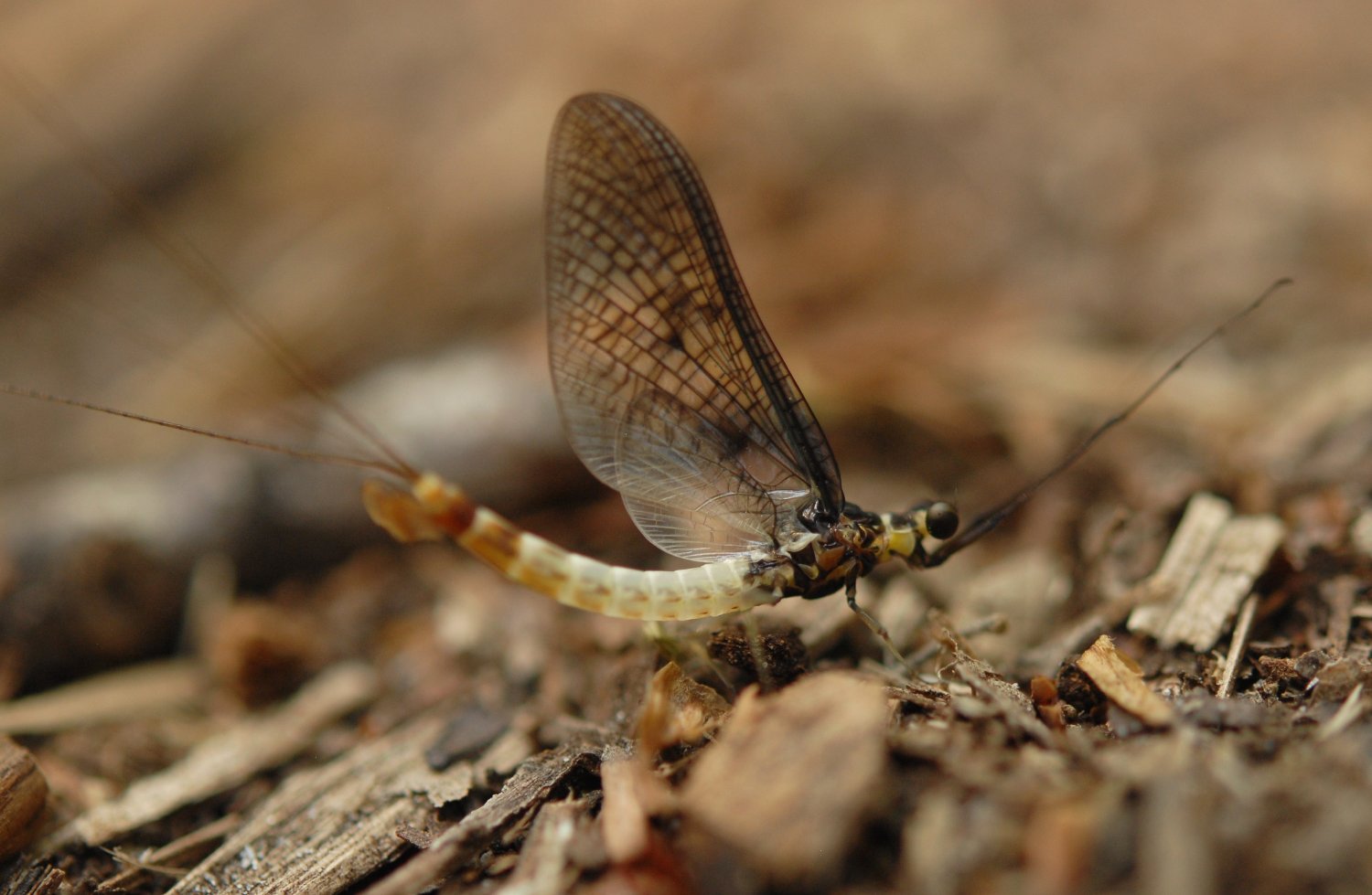 Réf. 145342 — INSECTA > Ephemeroptera > Ephemeridae > Ephemera danica ...