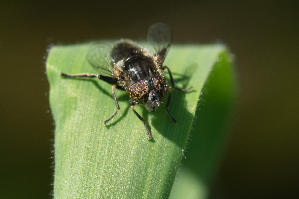 Réf. 145688 — INSECTA > Diptera > Syrphidae > Eristalinus sepulchralis ...