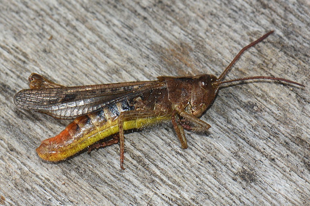 Réf. 146468 — INSECTA > Orthoptera > Acrididae > Chorthippus ...