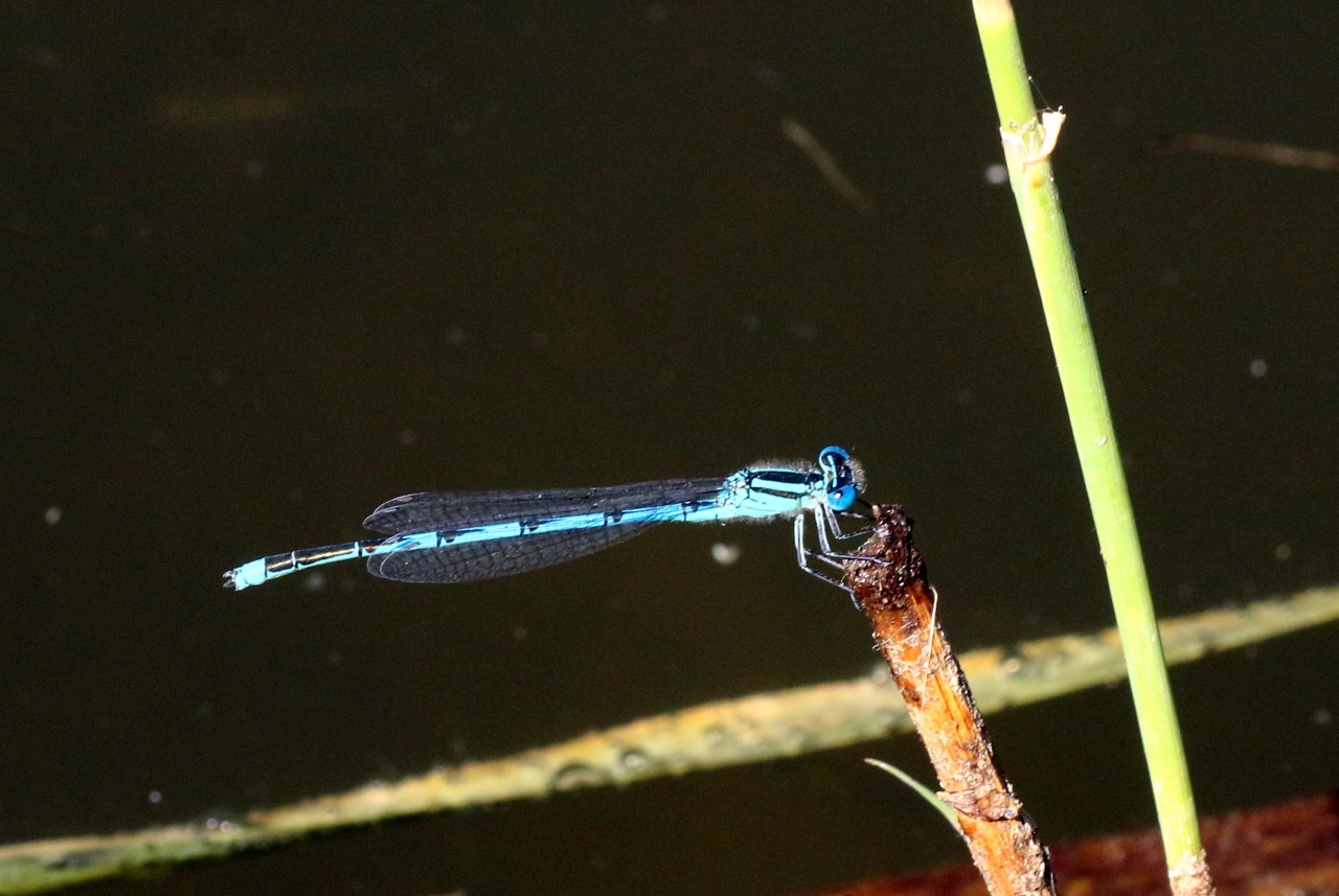 Réf. 146446 — INSECTA > Odonata > Coenagrionidae > Erythromma lindenii ...