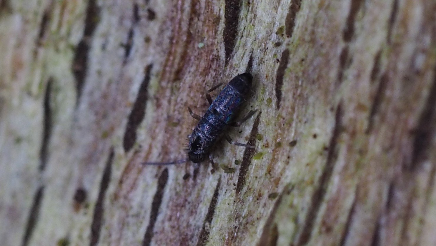 Réf. 146280 — ENTOGNATHA > Collembola > Tomoceridae > Tomocerus minor ...