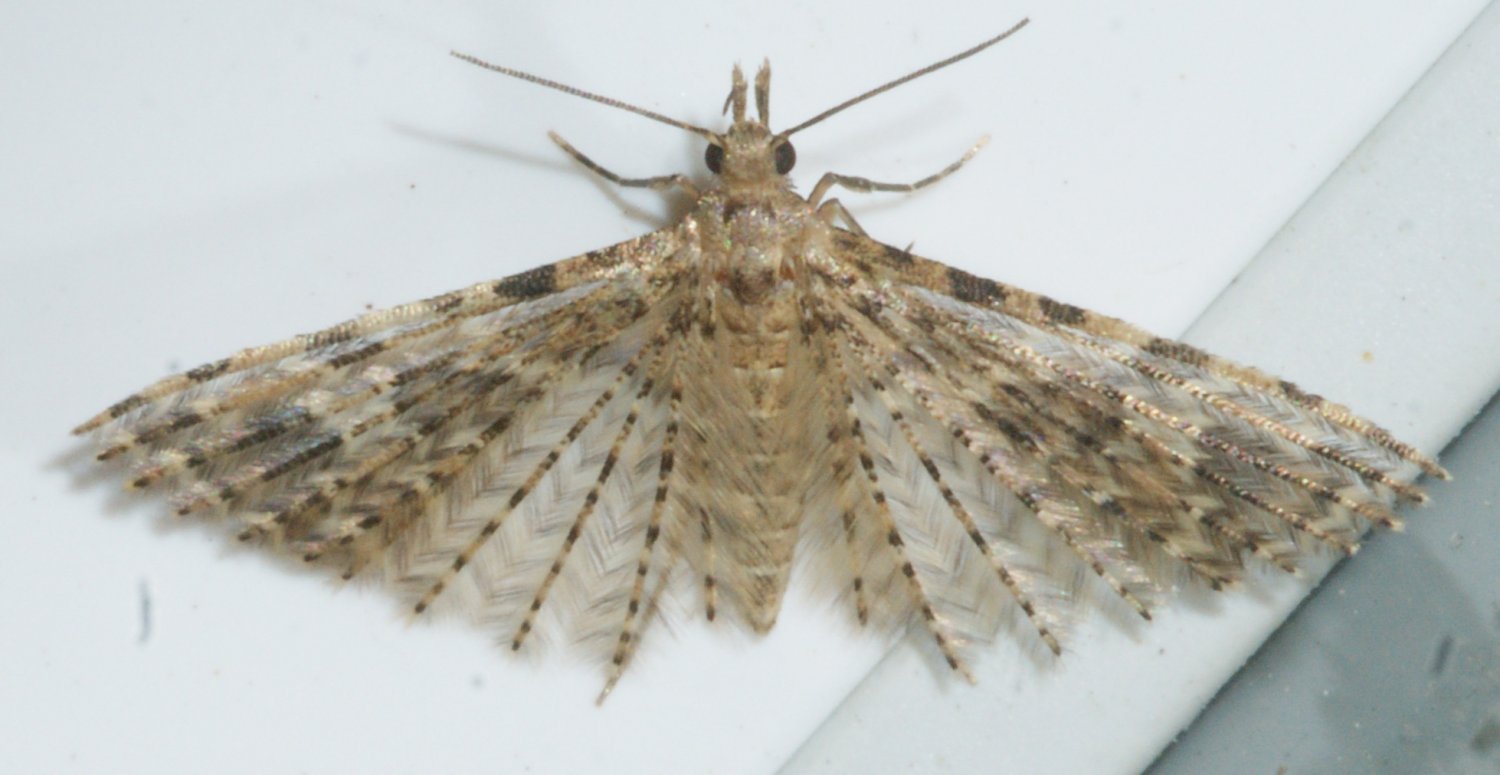 Réf. 147159 — INSECTA > Lepidoptera > Alucitidae > Alucita hexadactyla ...