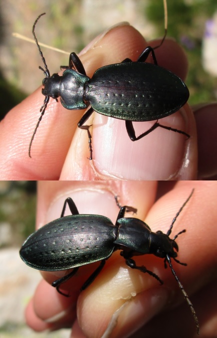 Réf. 147800 — INSECTA > Coleoptera > Carabidae > Carabus (Orinocarabus ...