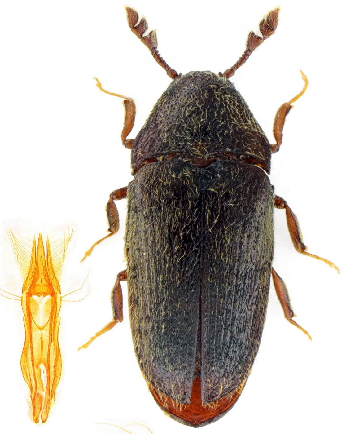 Réf. 147063 — INSECTA > Coleoptera > Throscidae > Trixagus carinifrons ...