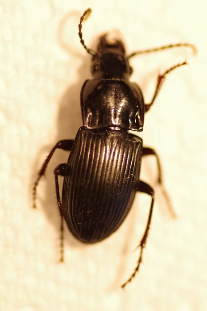 Réf. 148730 — INSECTA > Coleoptera > Carabidae > Abax (Abax) parallelus ...