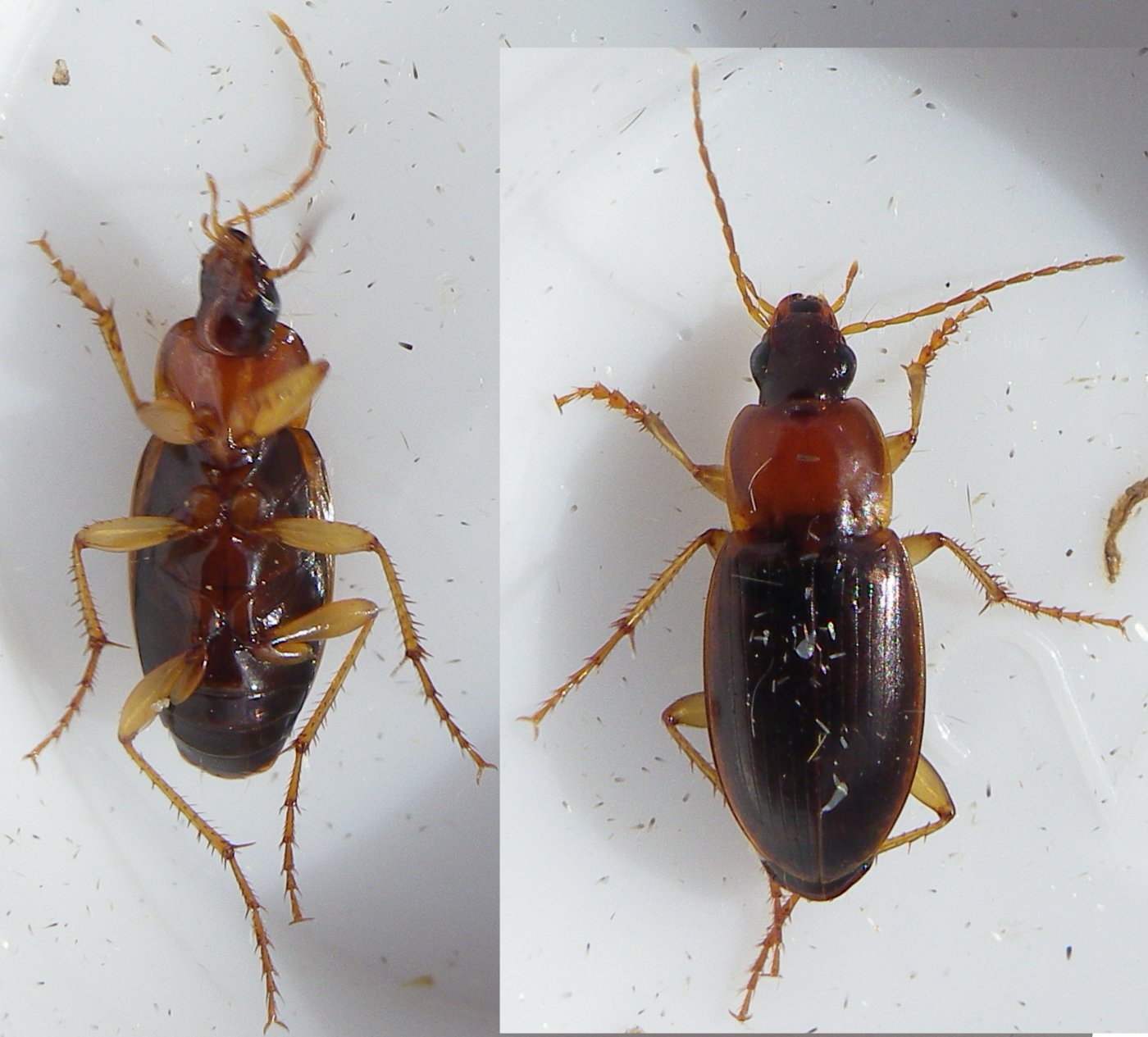 Réf. 148706 — INSECTA > Coleoptera > Carabidae > Calathus (Neocalathus ...