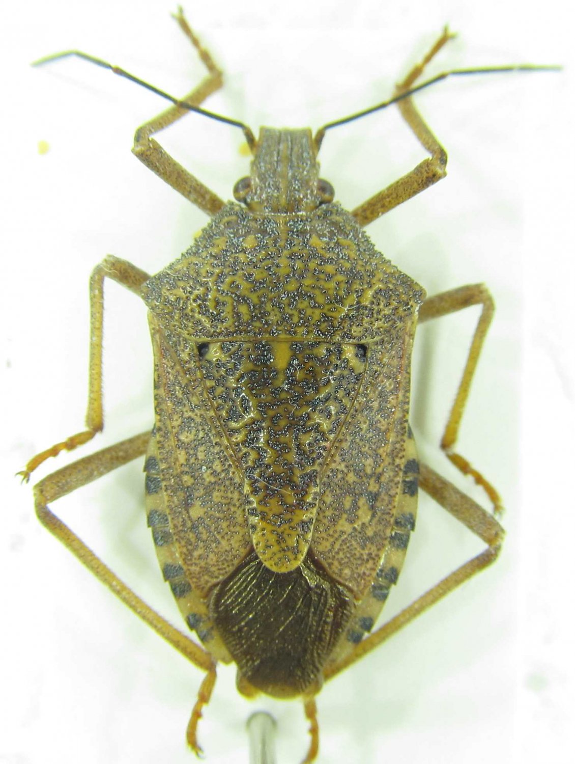 Apodiphus integriceps (Insecta, Heteroptera, Pentatomidae) - www ...