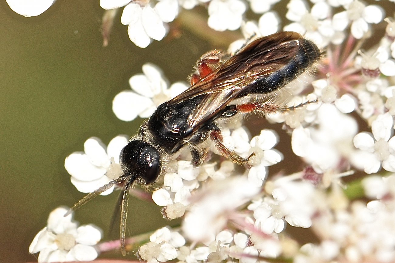 Réf. 149874 — INSECTA > Hymenoptera > Tiphiidae > Tiphia (Tiphia ...