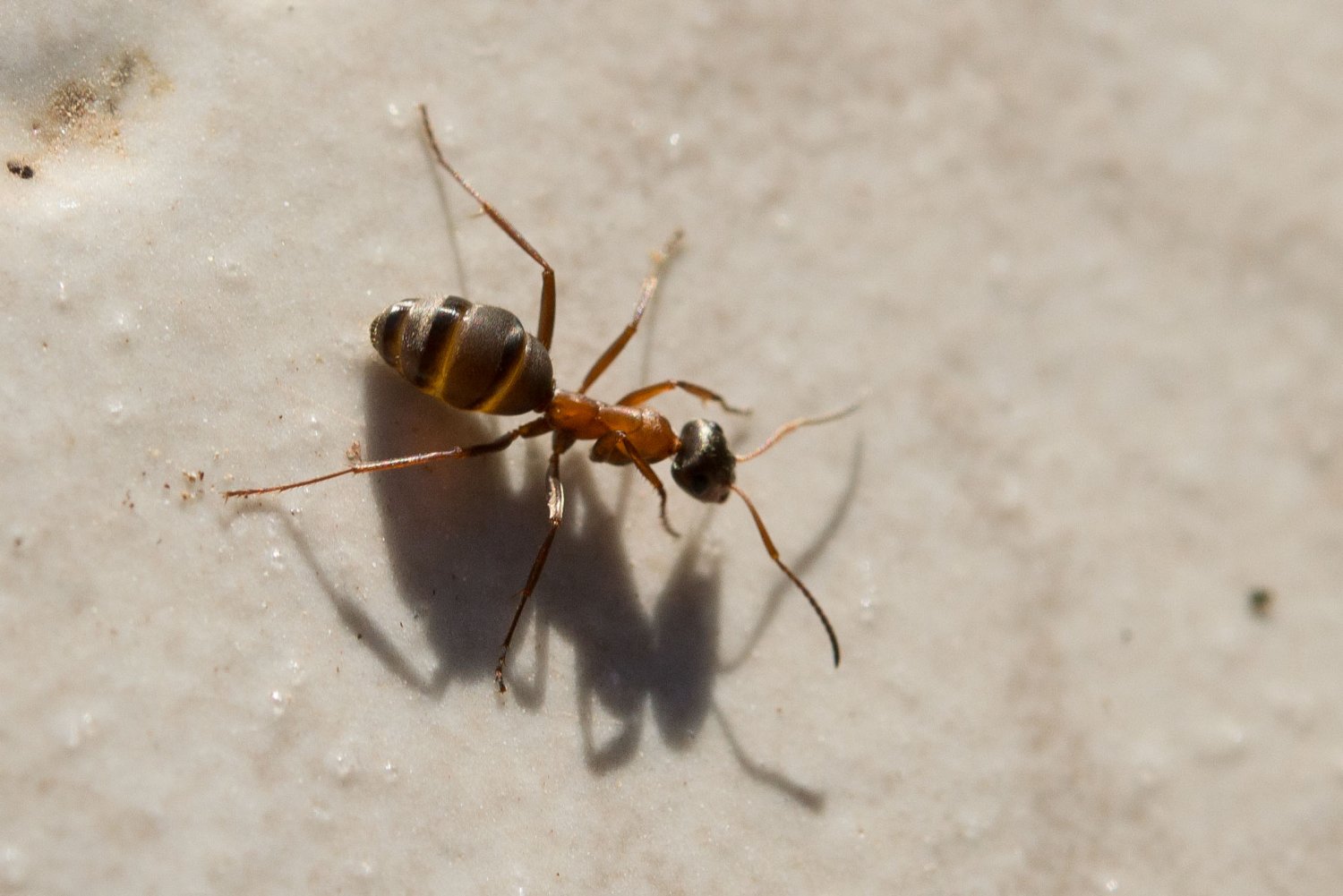 Réf. 149924 — INSECTA > Hymenoptera > Formicidae > Formica ...