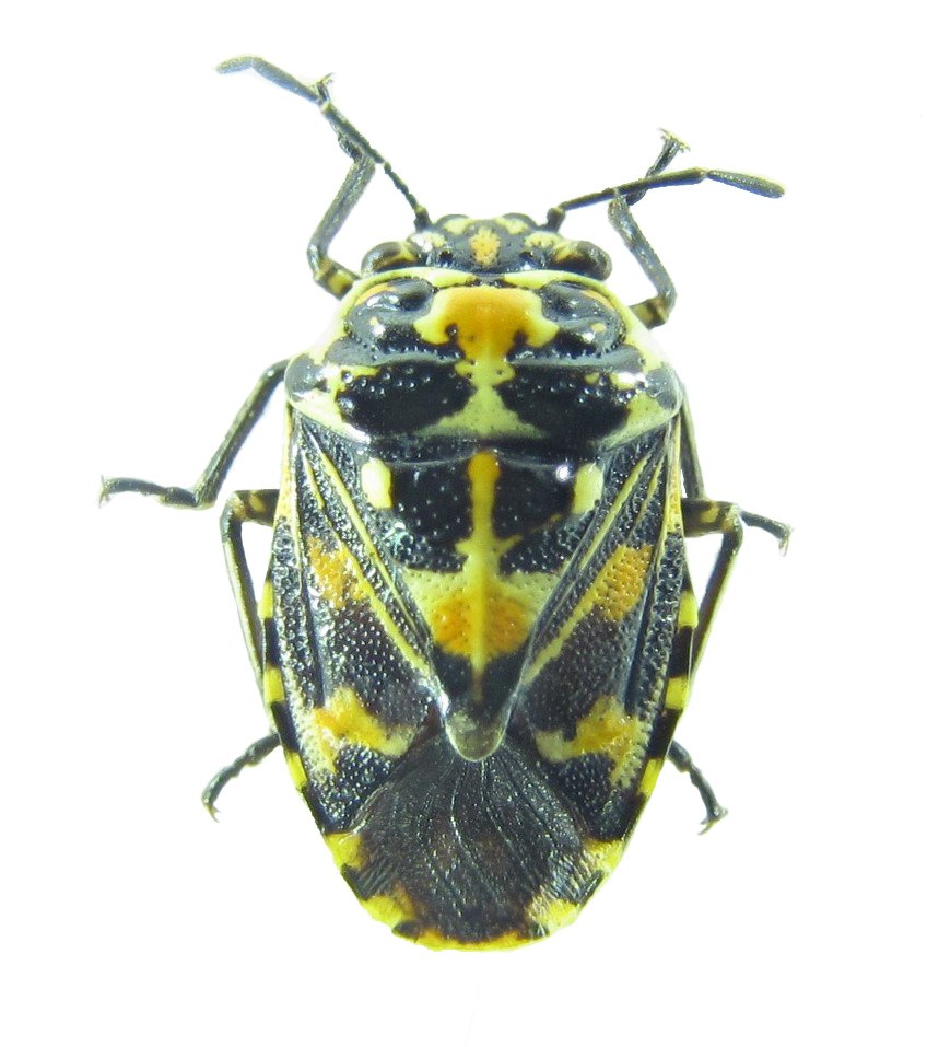 Réf. 149948 — INSECTA > Heteroptera > Pentatomidae > Stenozygum ...