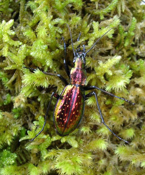 Carabus (Chrysocarabus) rutilans (Insecta, Coleoptera, Carabidae) - www ...