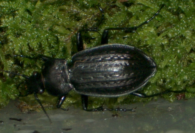 Réf. 15715 — INSECTA > Coleoptera > Carabidae > Carabus (Carabus ...