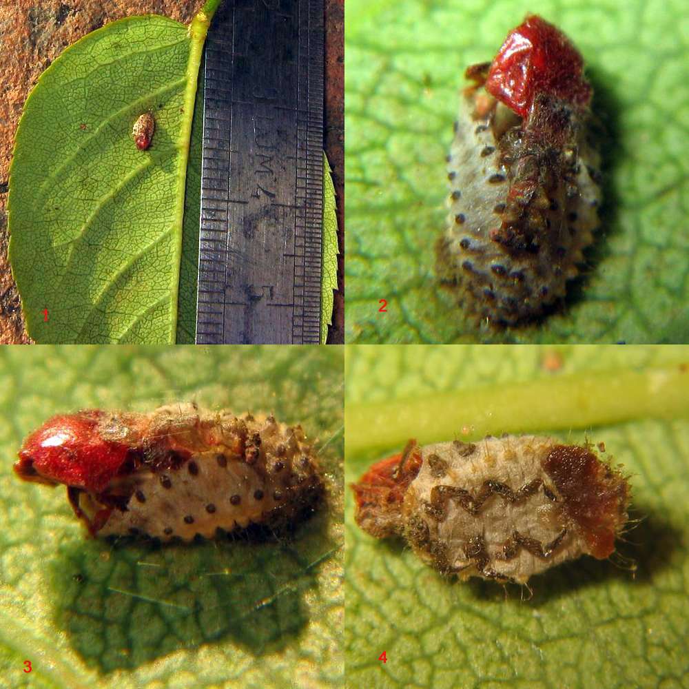 Novius cardinalis (Insecta, Coleoptera, Coccinellidae) - www.galerie ...