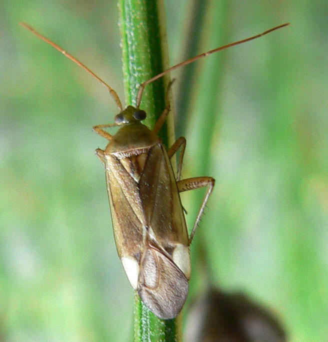 Réf. 15769 — INSECTA > Heteroptera > Miridae > Adelphocoris sp. - www ...
