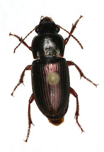 Réf. 15008 — INSECTA > Coleoptera > Carabidae > Harpalus (Harpalus ...