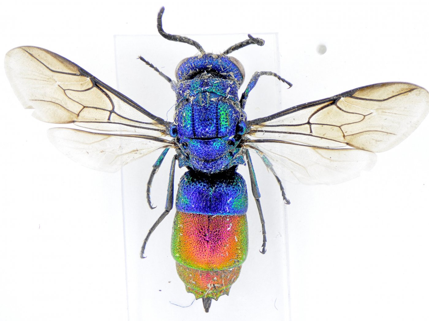 Réf. 150492 — INSECTA > Hymenoptera > Chrysididae > Chrysis fulgida ...