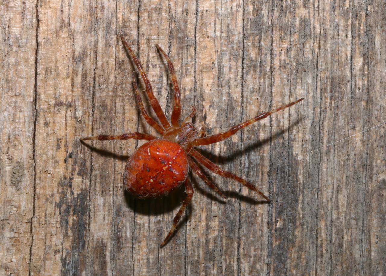 Réf. 150341 — ARACHNIDA > Araneae > Araneidae > Araneus diadematus ...