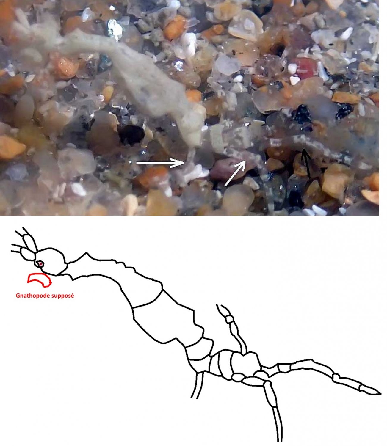 Réf. 150370 — CRUSTACEA > Amphipoda > Caprellidae > Caprella sp. - www ...