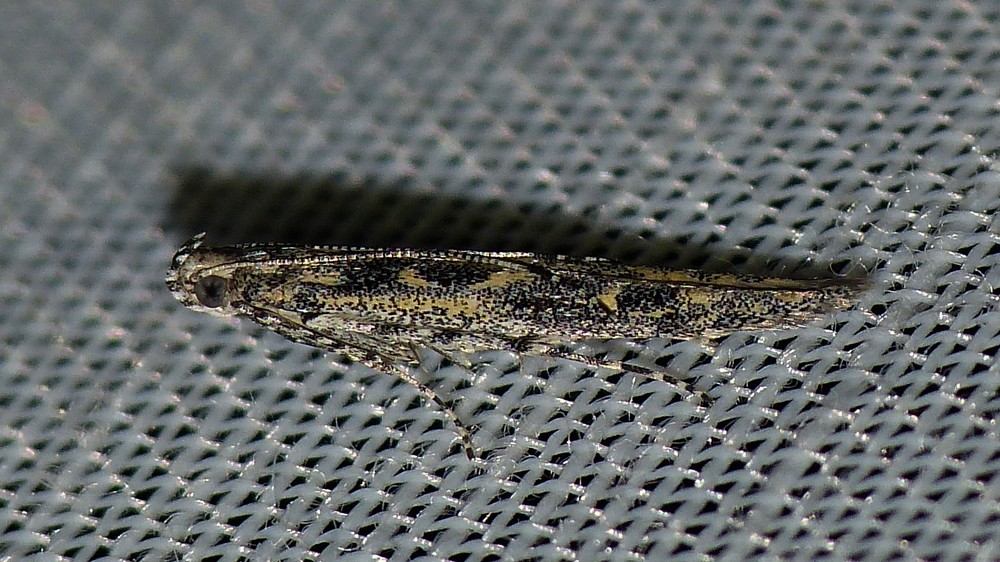 Réf. 151155 — INSECTA > Lepidoptera > Batrachedridae > Batrachedra ...