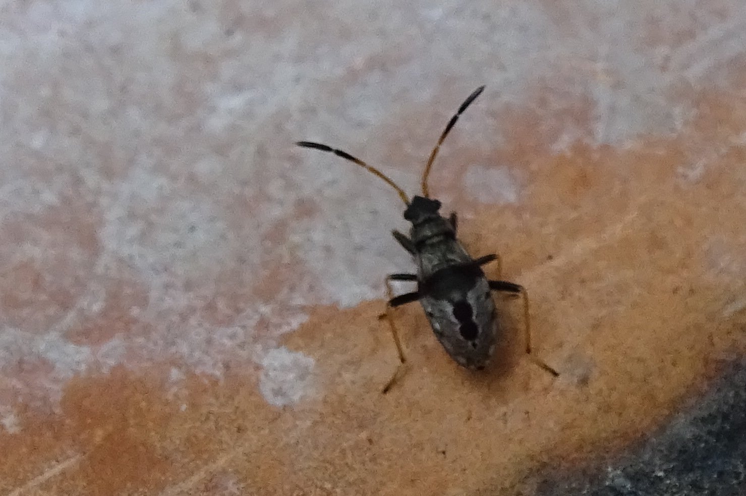 Réf. 151329 — INSECTA > Heteroptera > Rhyparochromidae > Beosus ...