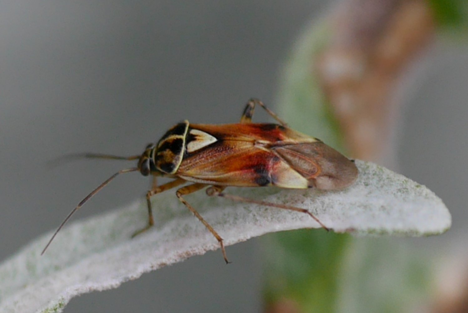 Réf. 151084 — INSECTA > Heteroptera > Miridae > Lygus sp. - www.galerie ...