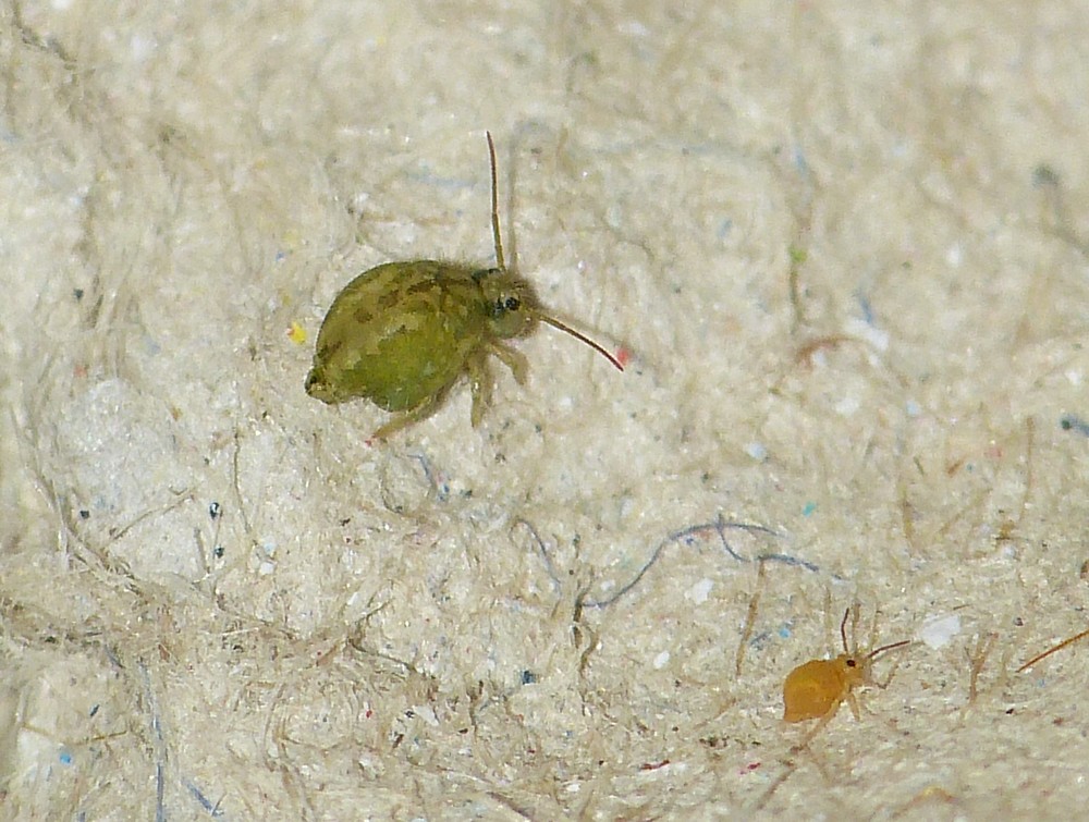 Réf. 151733 — ENTOGNATHA > Collembola > Sminthuridae > Sminthurus ...