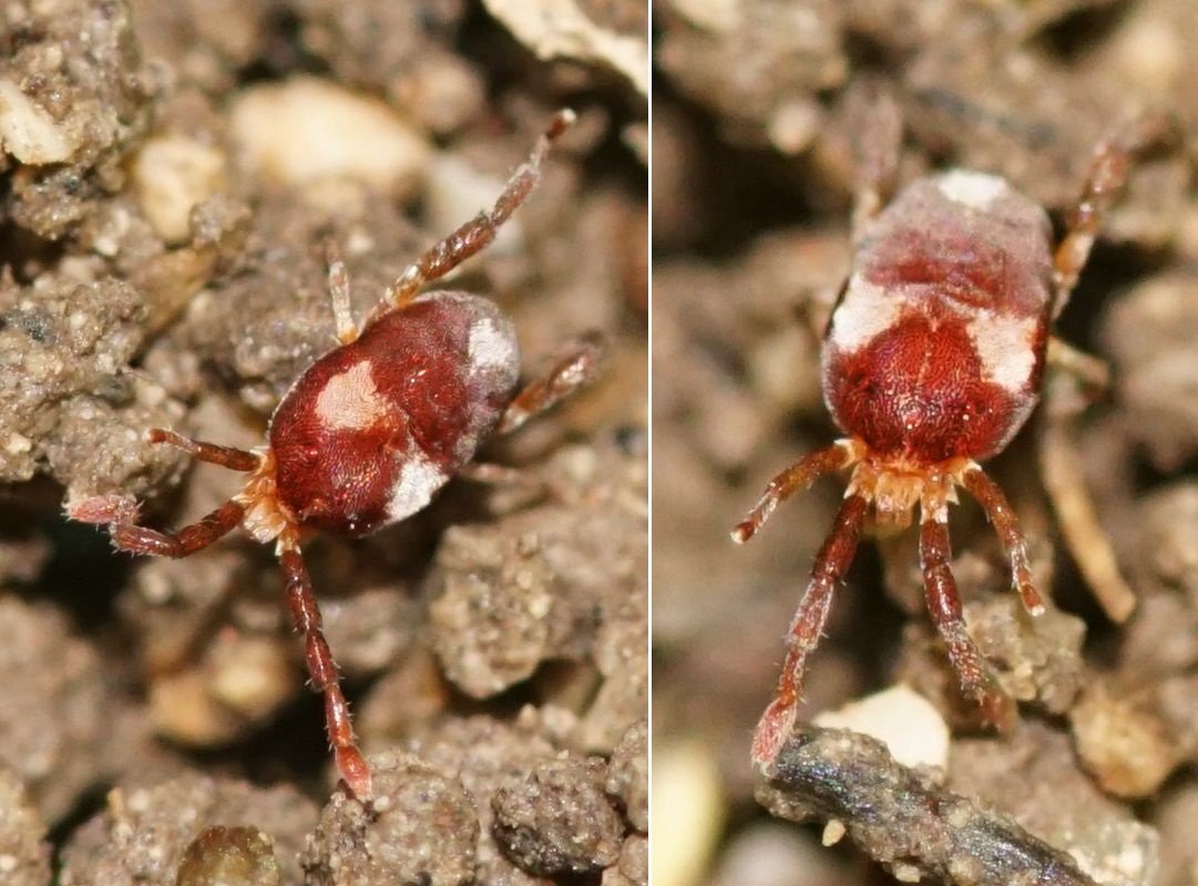 Réf. 152141 — ARACHNIDA > Prostigmata > Erythraeidae > Leptus ...