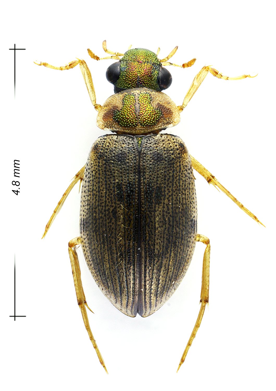 Réf. 152708 — INSECTA > Coleoptera > Hydrophilidae > Berosus (Berosus ...