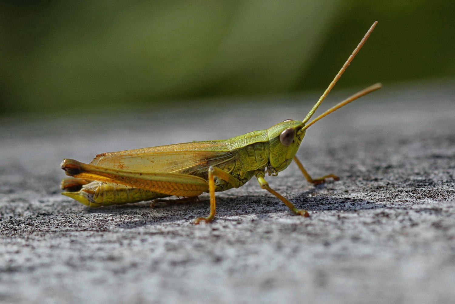 Réf. 152628 — INSECTA > Orthoptera > Acrididae > Chrysochraon dispar ...