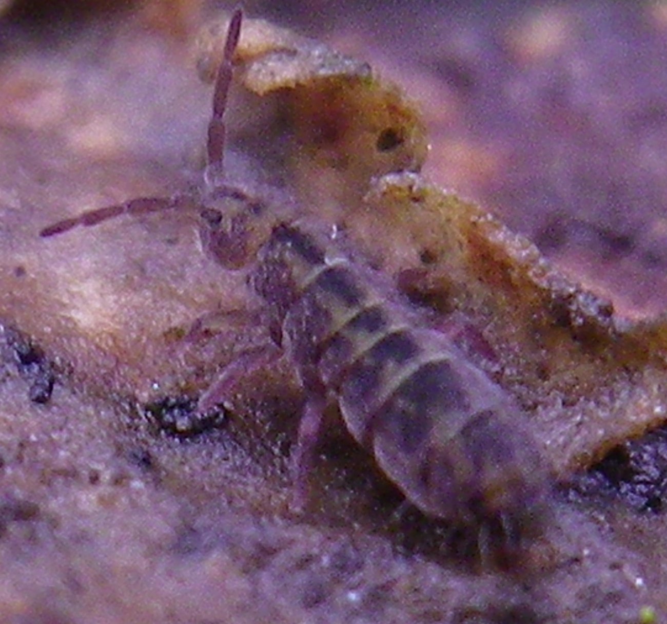 Réf. 153454 — ENTOGNATHA > Collembola > Isotomidae > Isotomurus ...
