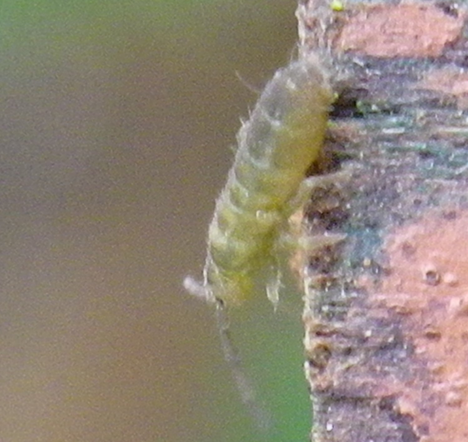 Réf. 153455 — ENTOGNATHA > Collembola > Isotomidae > Isotoma viridis ...