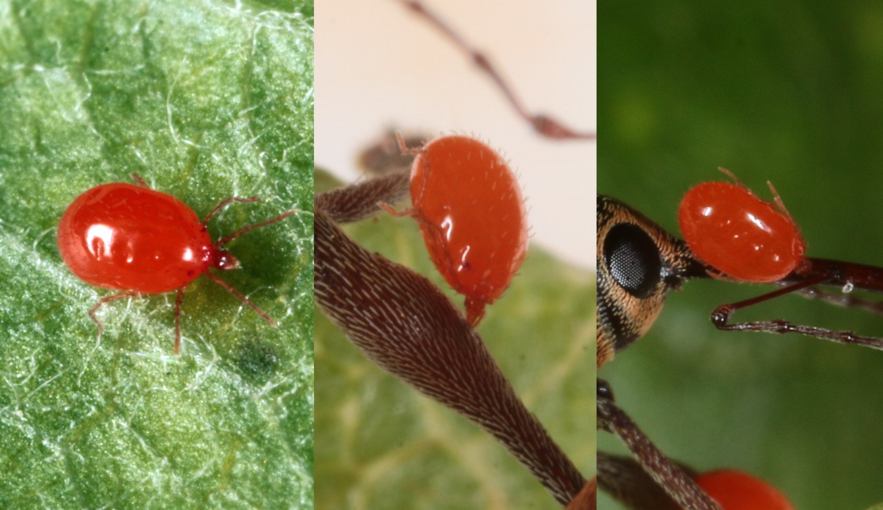 Leptus sp. (Arachnida, Prostigmata, Erythraeidae) - www.galerie-insecte.org