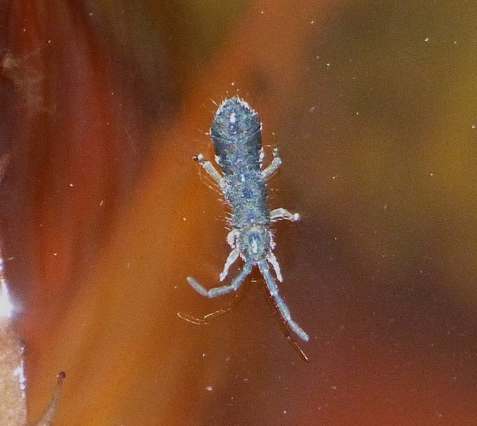 Réf. 153900 — ENTOGNATHA > Collembola > Isotomidae > Hydroisotoma ...