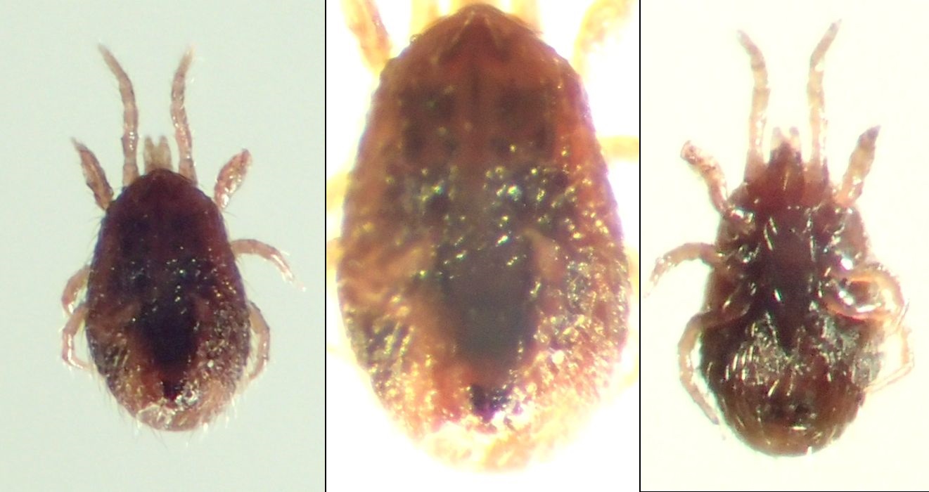 Réf. 153602 — ARACHNIDA > Mesostigmata > Macronyssidae > Ornithonyssus ...