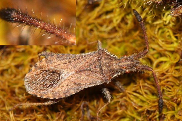 Réf. 153054 — INSECTA > Heteroptera > Coreidae > Coriomeris sp. - www ...