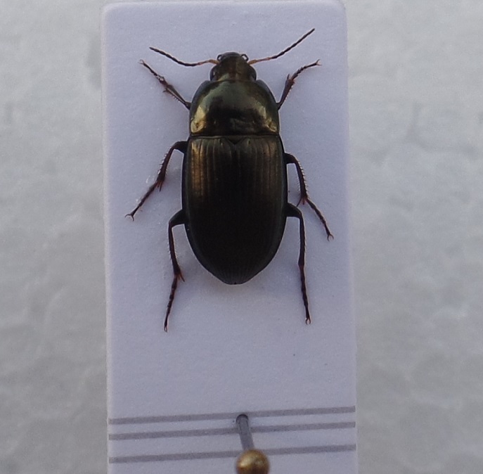 Réf. 154580 — INSECTA > Coleoptera > Carabidae > Amara (Amara) sp ...