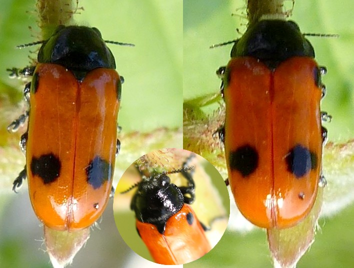 Réf. 154875 — INSECTA > Coleoptera > Chrysomelidae > Clytra (Clytra ...