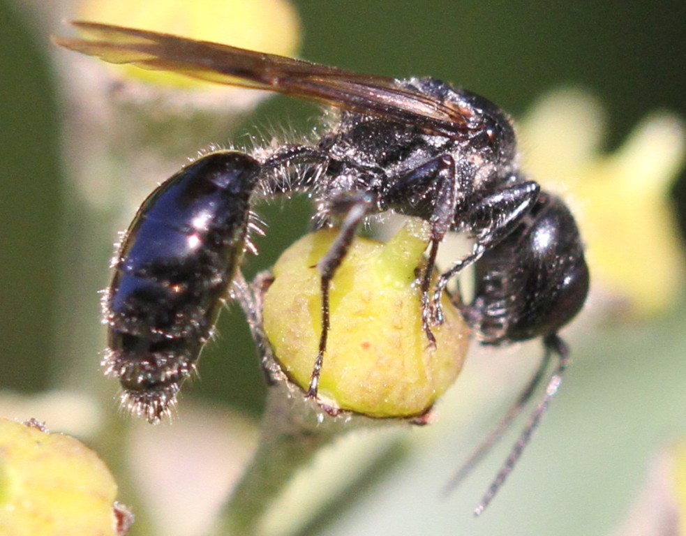 Réf. 154549 — INSECTA > Hymenoptera > Pemphredonidae > Pemphredon ...