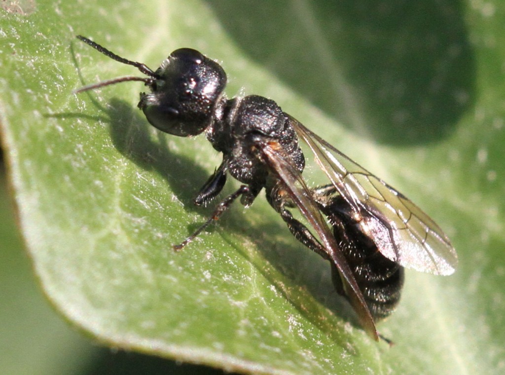 Réf. 154548 — INSECTA > Hymenoptera > Pemphredonidae > Pemphredon ...