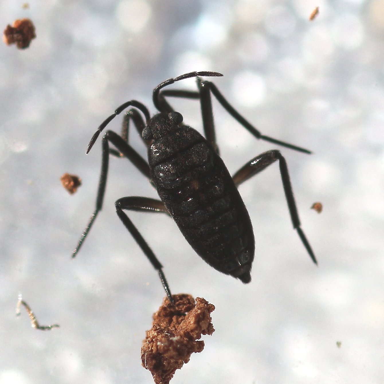 Réf. 154308 — INSECTA > Heteroptera > Veliidae > Velia sp. - www ...