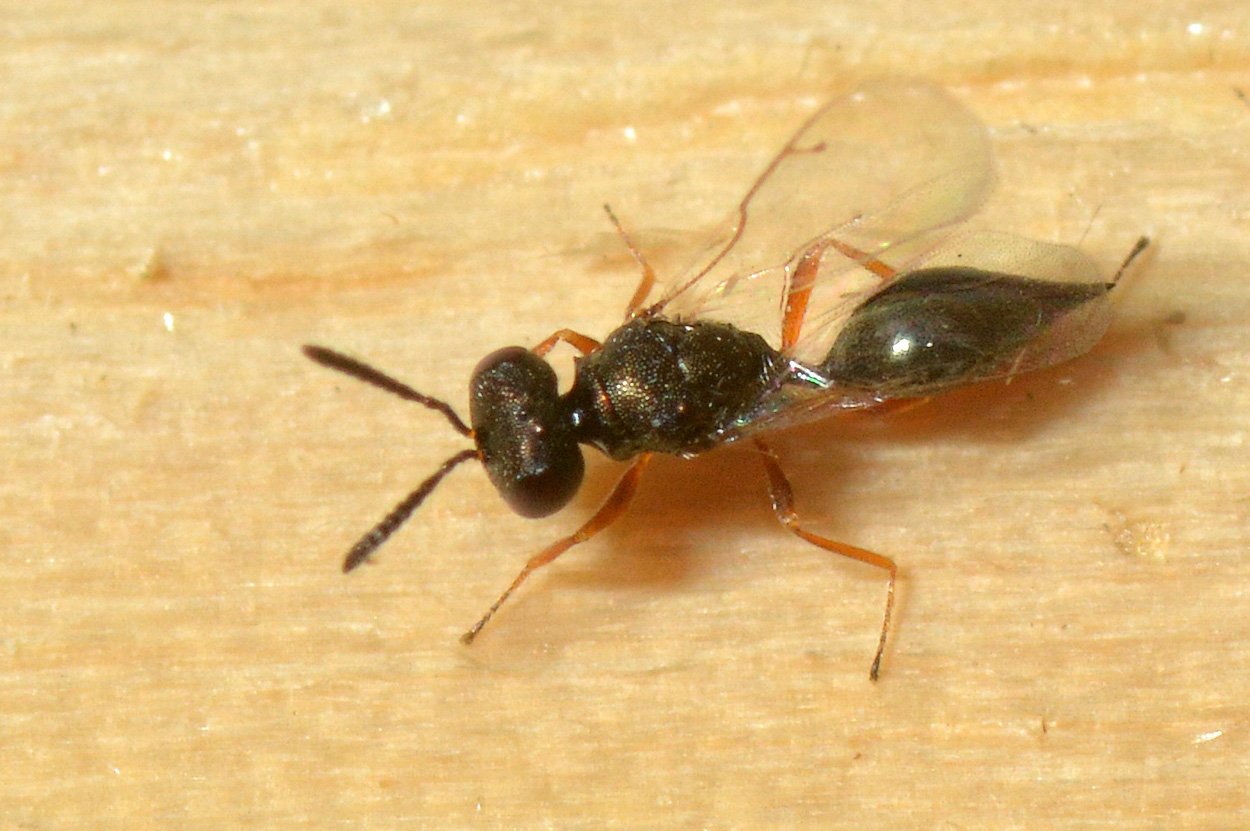 Réf. 154545 — INSECTA > Hymenoptera > Pteromalidae > Sphegigaster sp ...