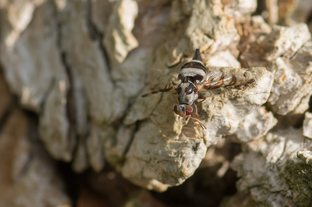 Réf. 154012 — INSECTA > Diptera > Ulidiidae > Myennis octopunctata ...