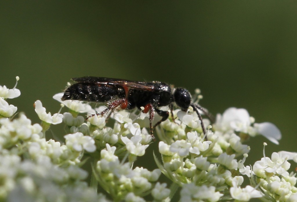 Tiphia (Tiphia) femorata (Insecta, Hymenoptera, Tiphiidae) - www ...