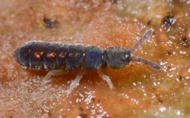Réf. 155082 — ENTOGNATHA > Collembola > Isotomidae > Vertagopus ...