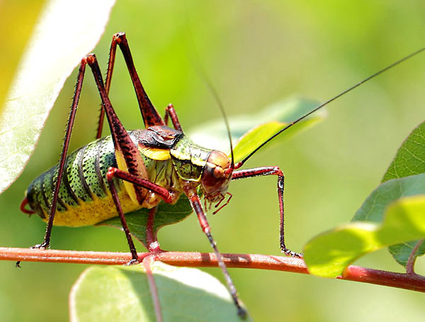 Réf. 155393 — INSECTA > Orthoptera > Phaneropteridae > Barbitistes ...