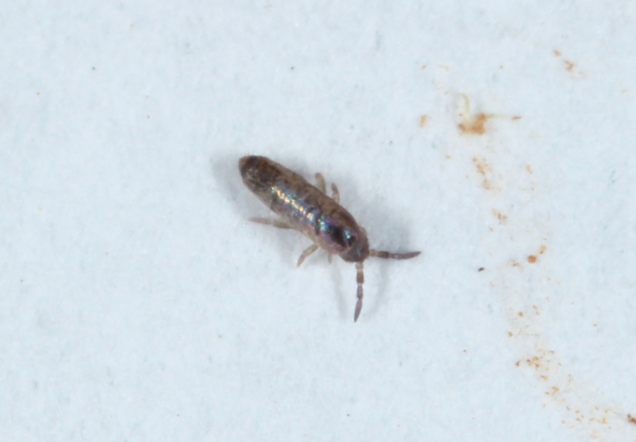 Réf. 155297 — ENTOGNATHA > Collembola > Entomobryidae > Lepidocyrtus ...