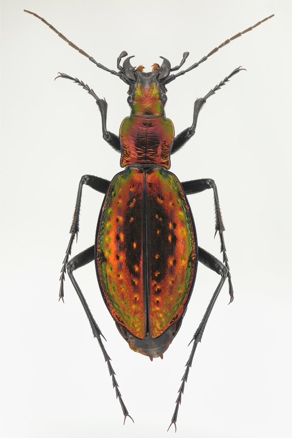 Réf. 155468 — INSECTA > Coleoptera > Carabidae > Carabus (Chrysocarabus ...