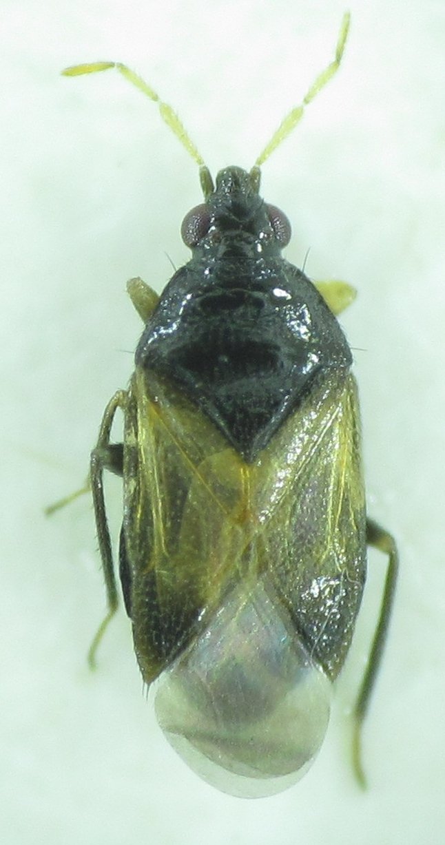 Réf. 155779 — INSECTA > Heteroptera > Anthocoridae > Orius (Orius ...