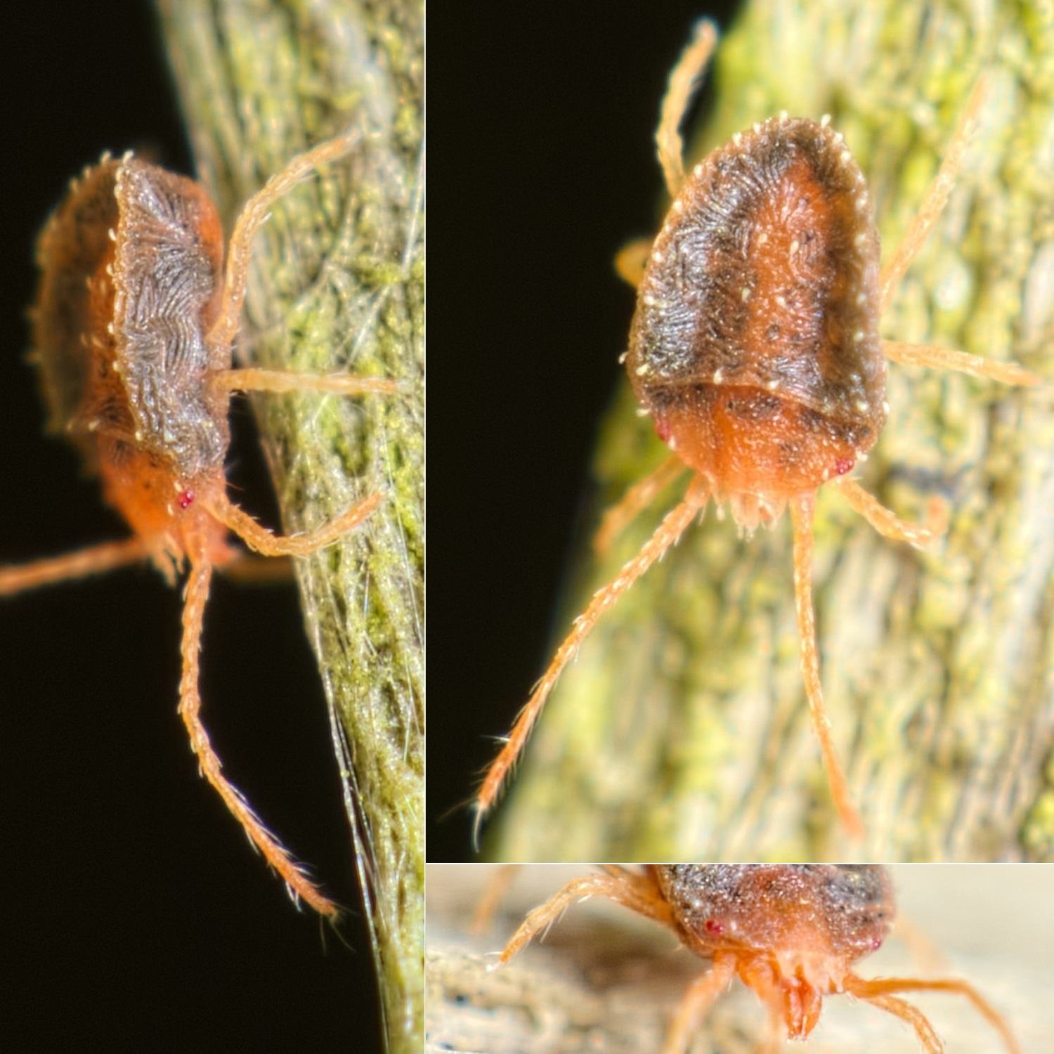 Réf. 155890 — ARACHNIDA > Prostigmata > Tetranychidae > Bryobia ...